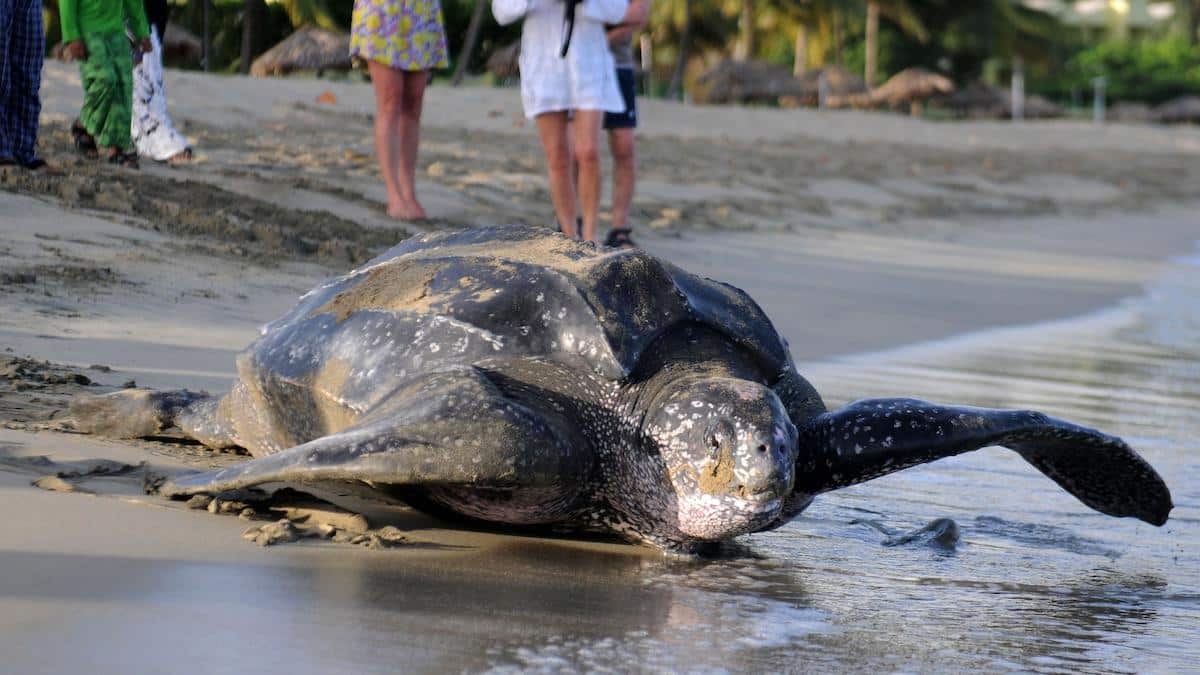 Leatherback Sea Turtles - One of The Most Threatened Marine Reptiles ⋆ ...