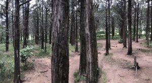 The Creepy Tales Of The Haunted Parallel Forest In Lawton, Oklahoma